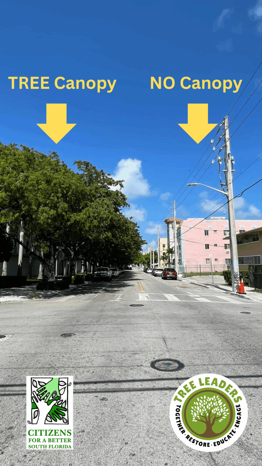 Know your Canopy – Citizens For A Better South Florida